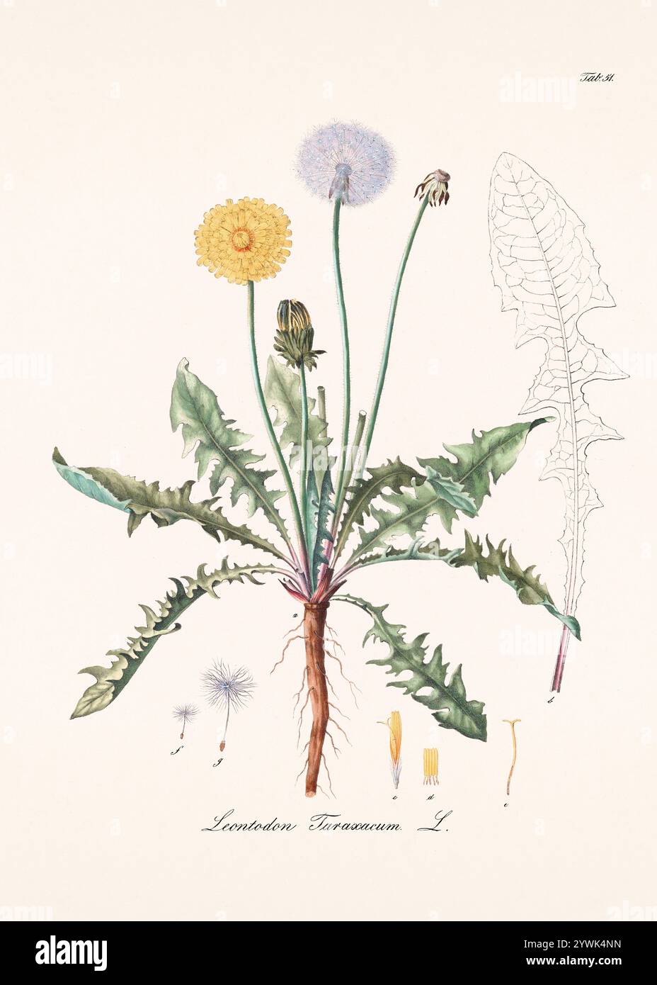 Antique botanical illustration from 1828. Depicts a medicinal plant ...