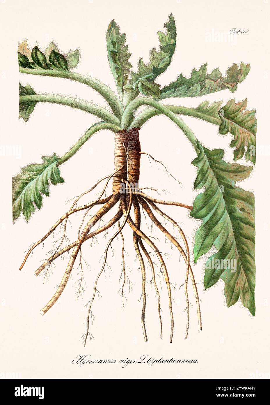 Antique botanical illustration from 1828. Depicts a medicinal plant ...