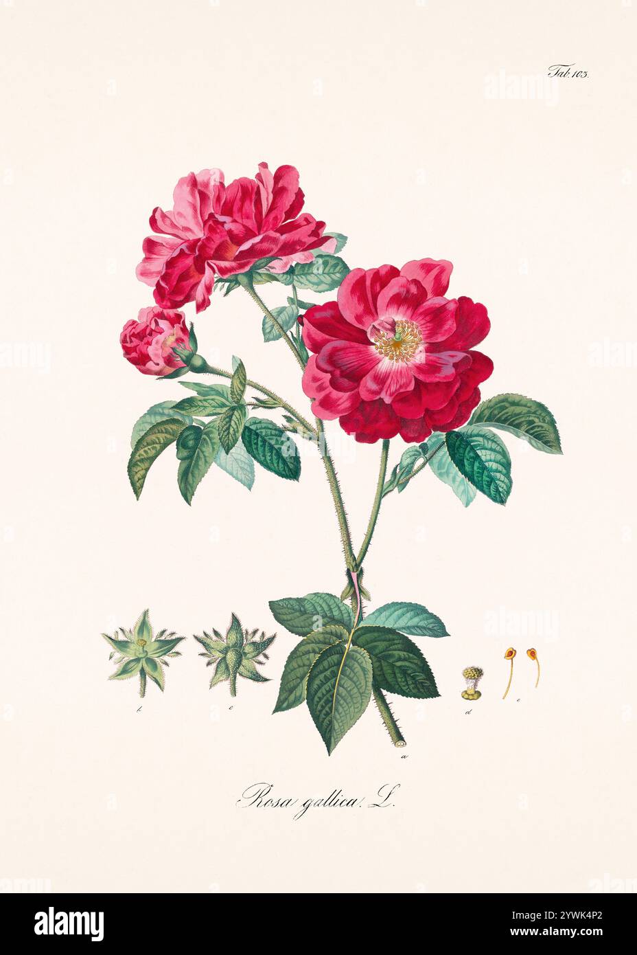 Antique botanical illustration from 1828. Depicts a medicinal plant ...