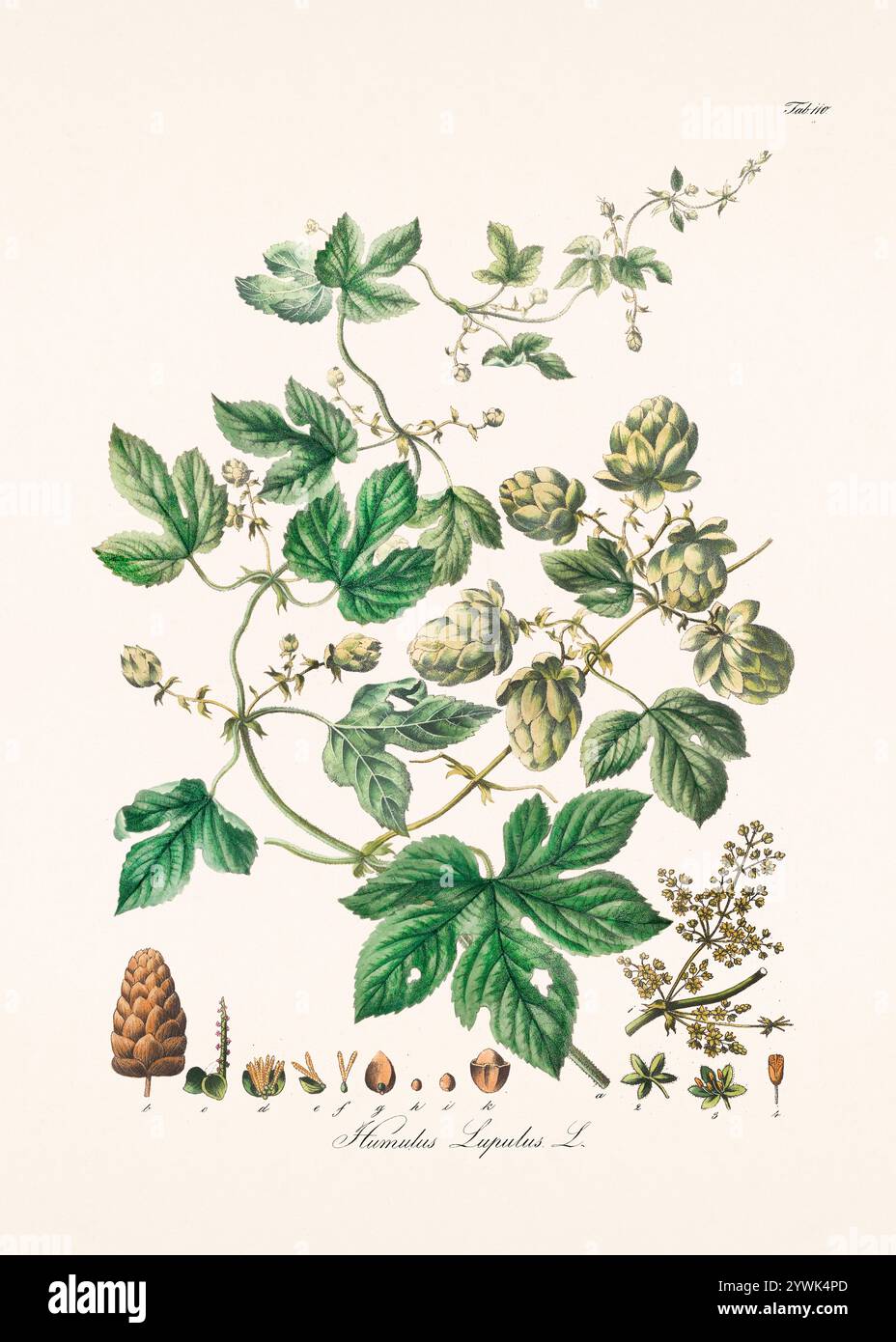 Antique botanical illustration from 1828. Depicts a medicinal plant ...