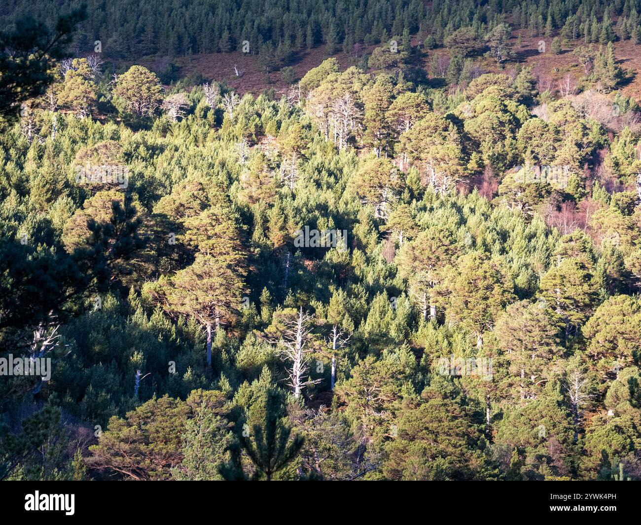 Scots Pines in the Caledonian Pine Forest near Aviemore, Cairngorm ...
