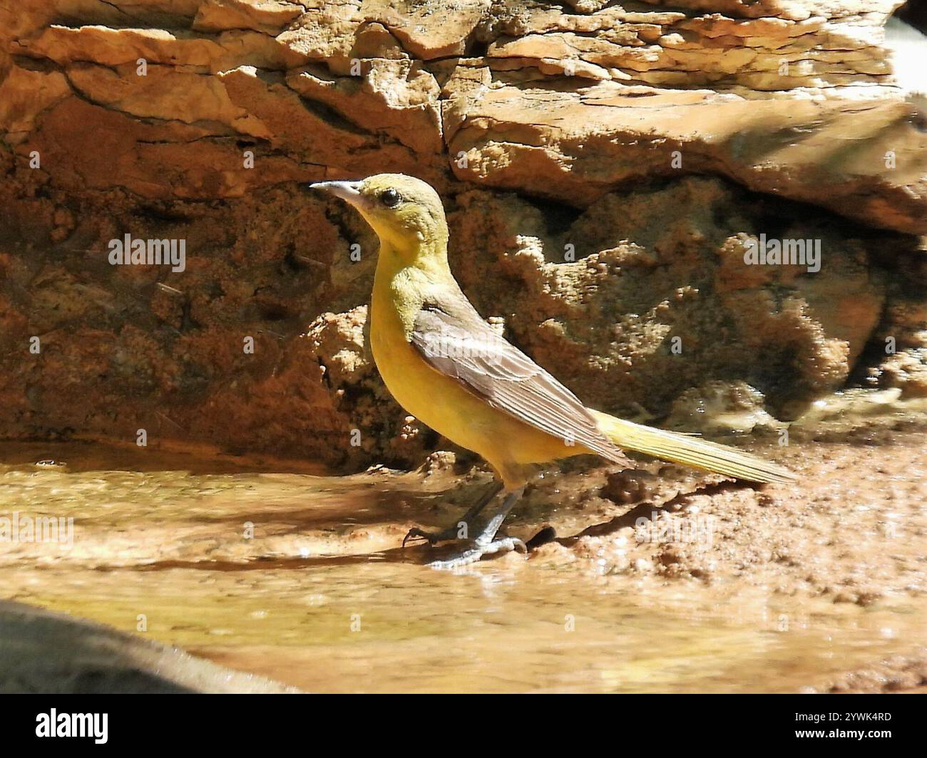 Orchard Oriole (Icterus spurius Stock Photo - Alamy