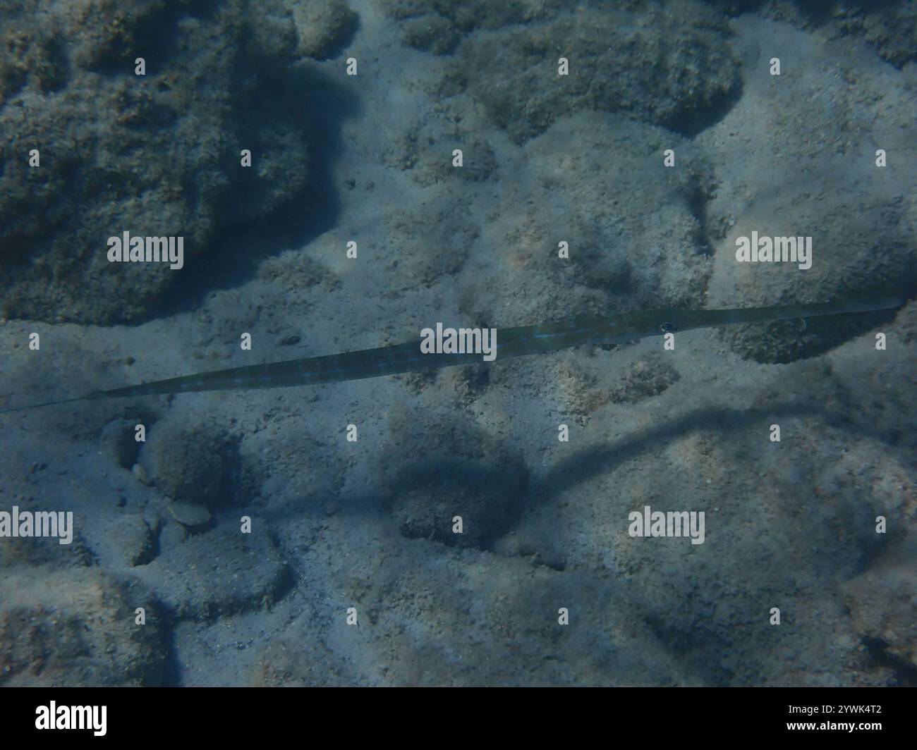 Bluespotted Cornetfish (Fistularia commersonii Stock Photo - Alamy