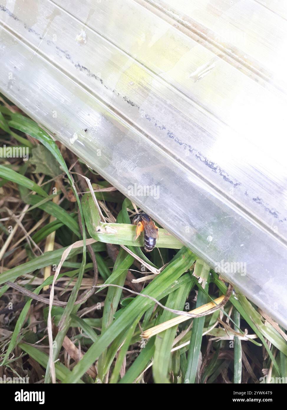 Mining Bees (Andrena Stock Photo - Alamy