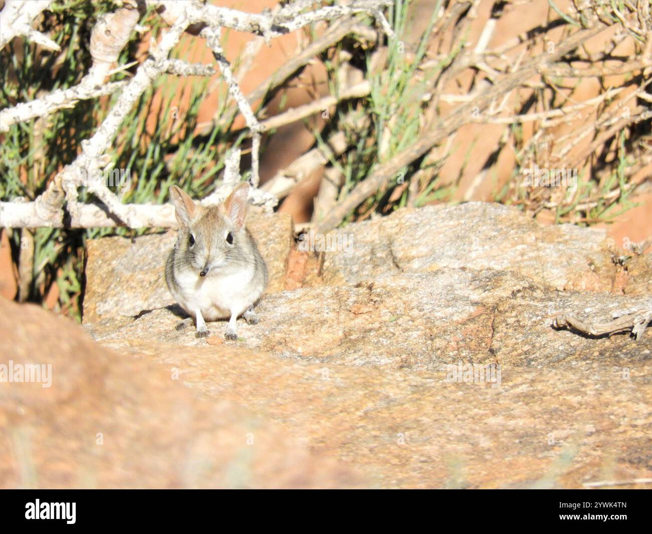 Western Rock Sengi (Elephantulus rupestris Stock Photo - Alamy