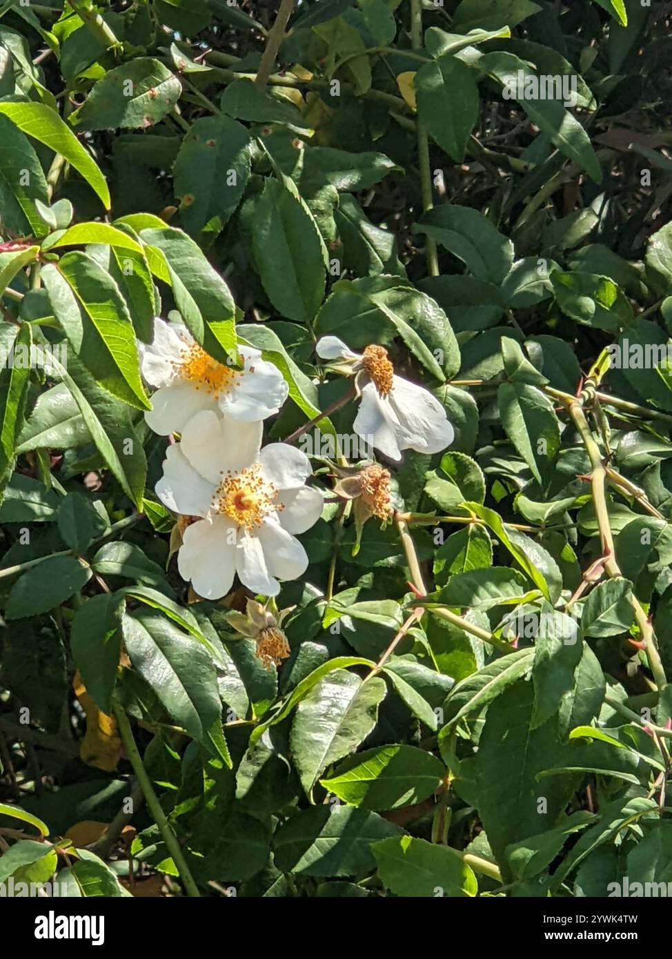 Evergreen Rose (Rosa sempervirens Stock Photo - Alamy