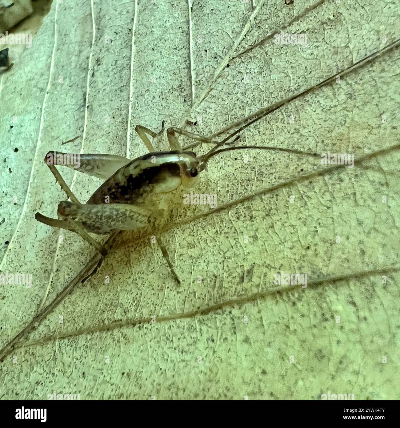 Camel Crickets (Ceuthophilus Stock Photo - Alamy
