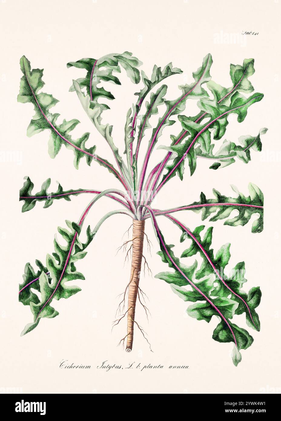 Antique botanical illustration from 1828. Depicts a medicinal plant ...