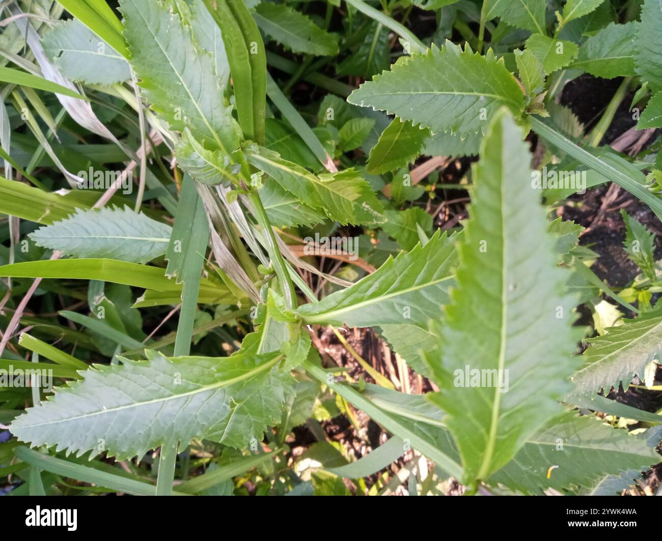 Amphibious Yellowcress (Rorippa amphibia Stock Photo - Alamy