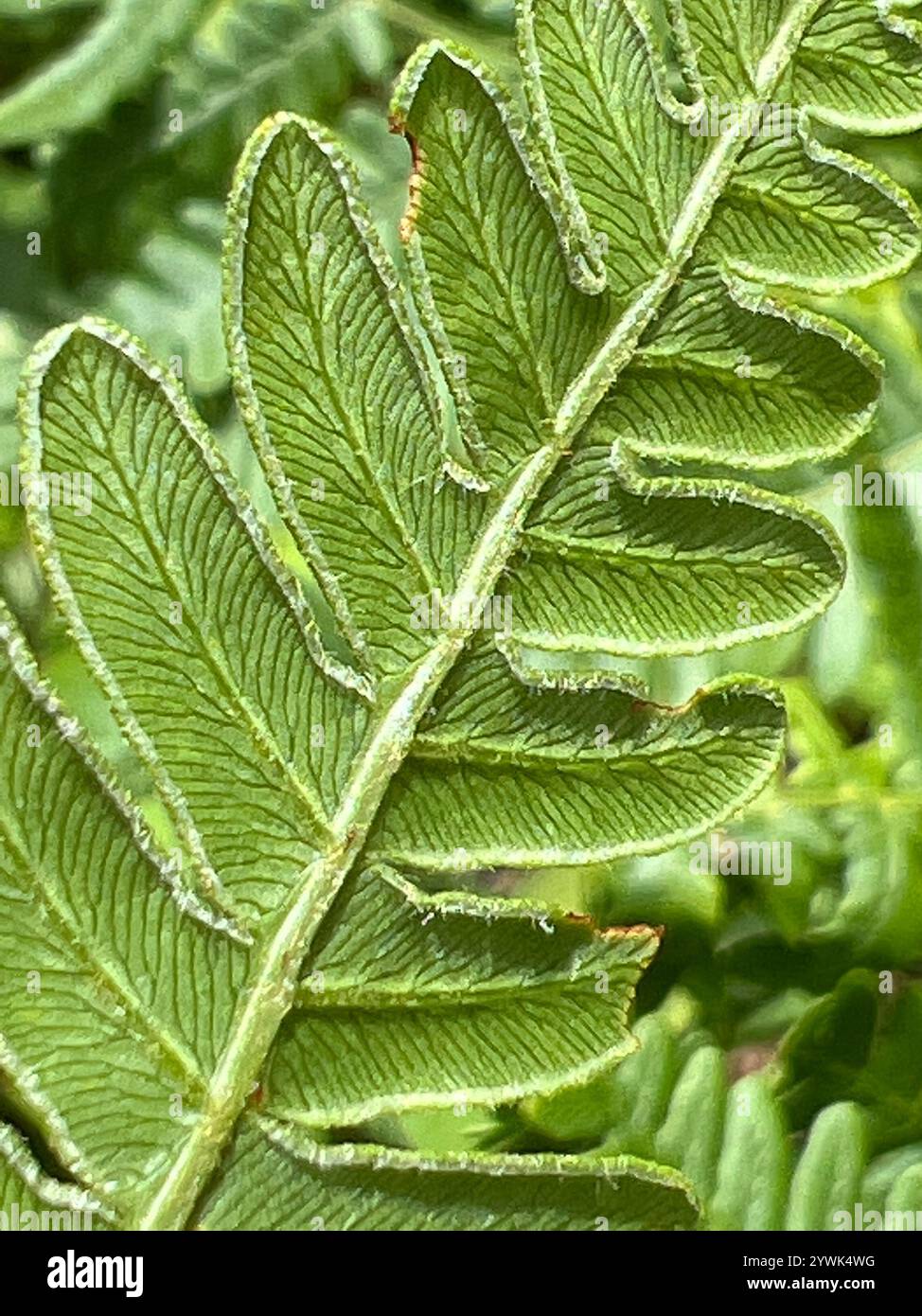 eagle fern (Pteridium aquilinum latiusculum Stock Photo - Alamy