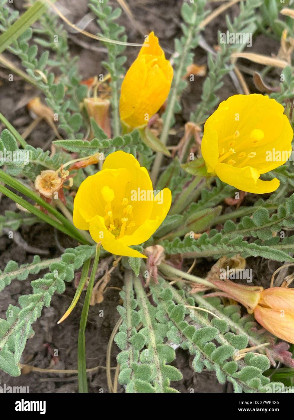 tansyleaf evening primrose (Taraxia tanacetifolia Stock Photo - Alamy