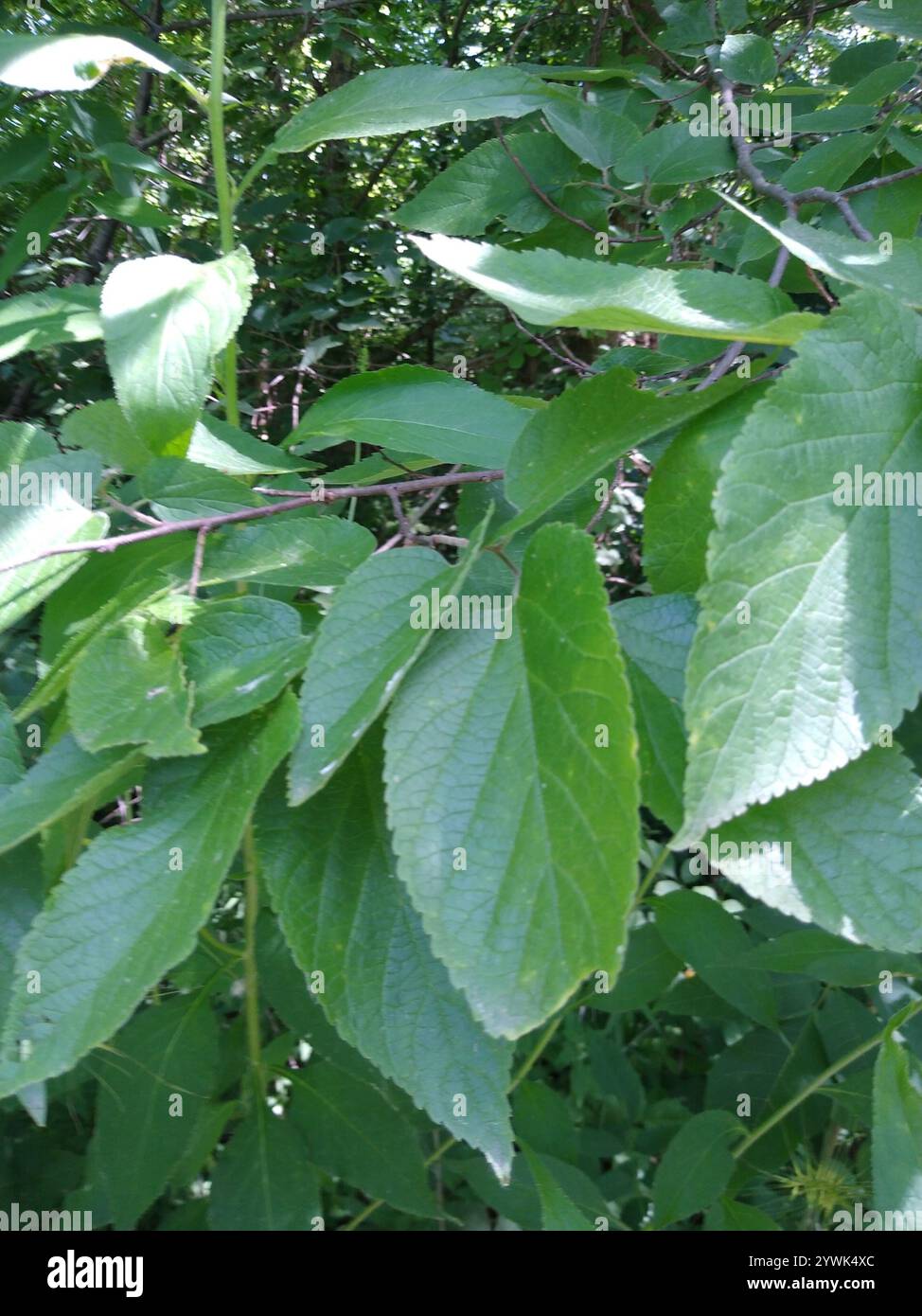 common hackberry (Celtis occidentalis Stock Photo - Alamy
