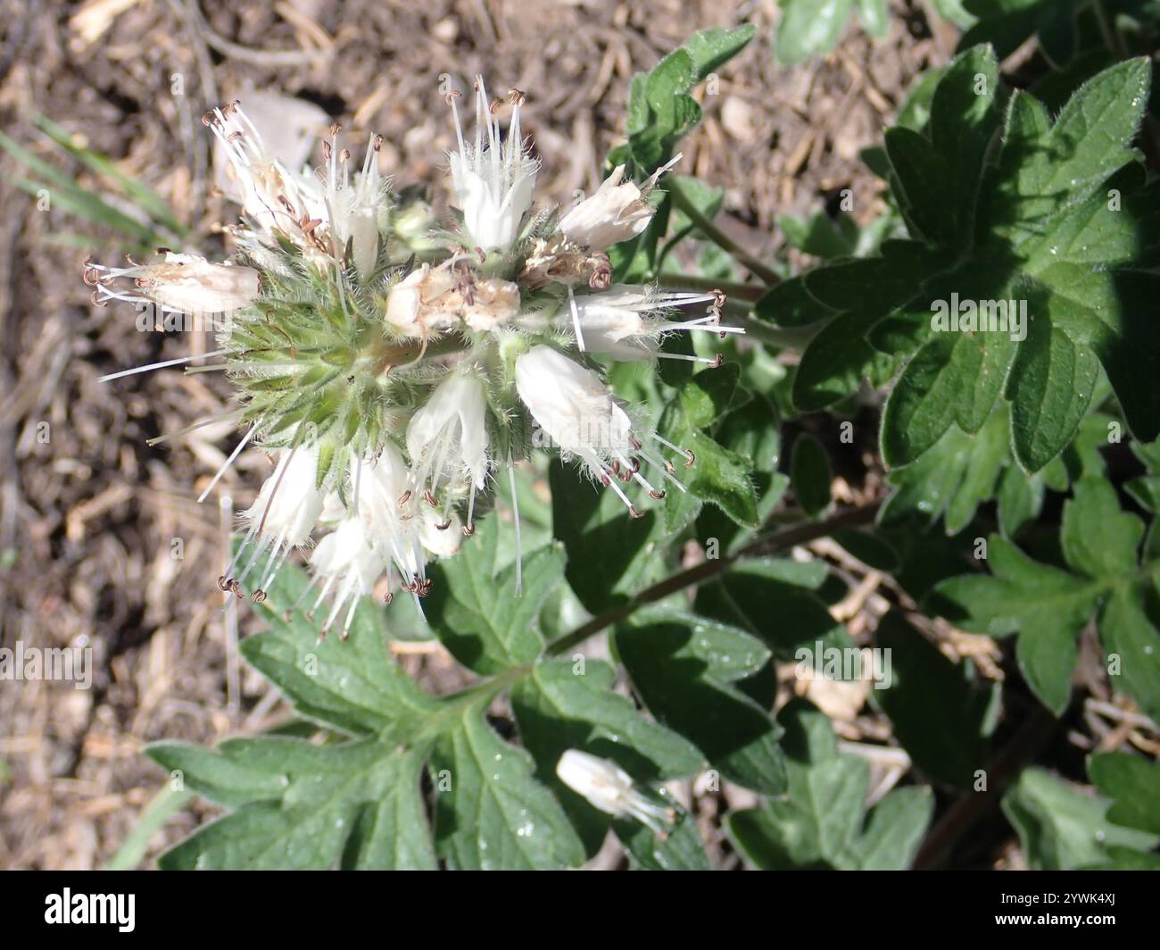 western waterleaf (Hydrophyllum occidentale Stock Photo - Alamy