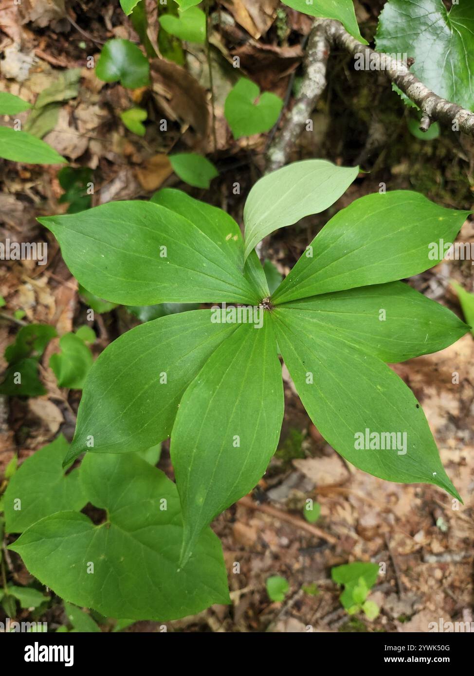 Cucumber Root (Medeola virginiana Stock Photo - Alamy