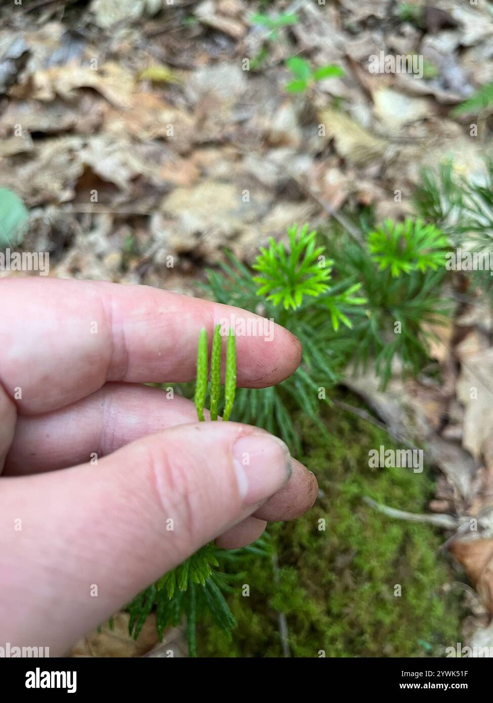 fan clubmoss (Diphasiastrum digitatum Stock Photo - Alamy