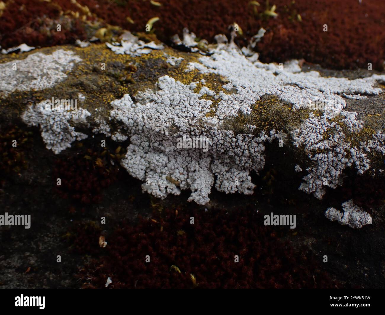 wart lichens, water lichens, and allies (Pertusariales Stock Photo - Alamy