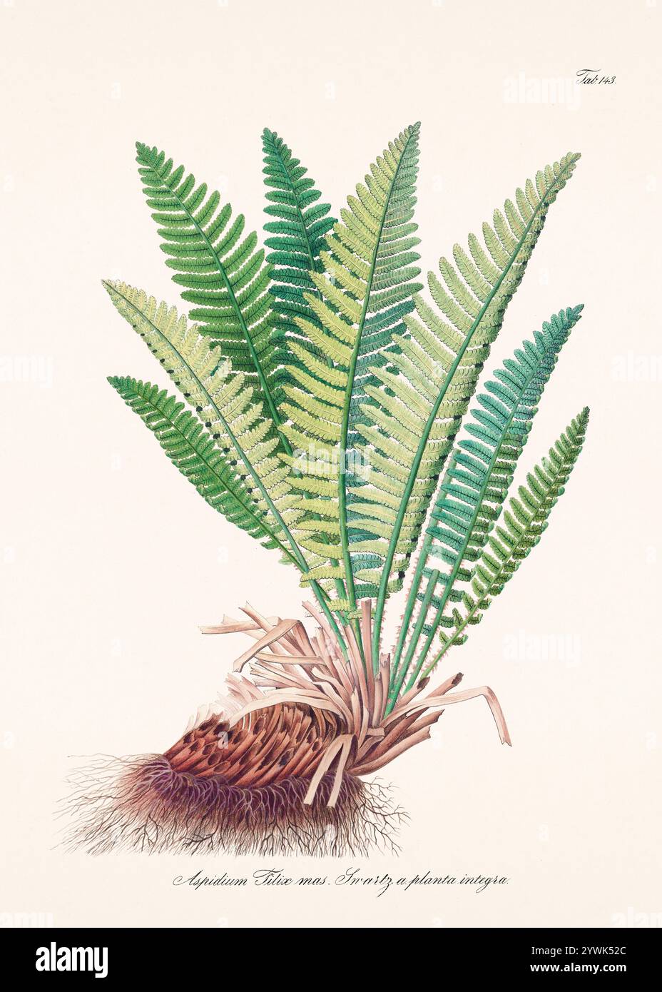 Antique botanical illustration from 1828. Depicts a medicinal plant ...