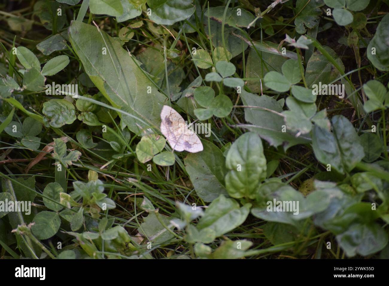 Horned spanworm hi-res stock photography and images - Alamy