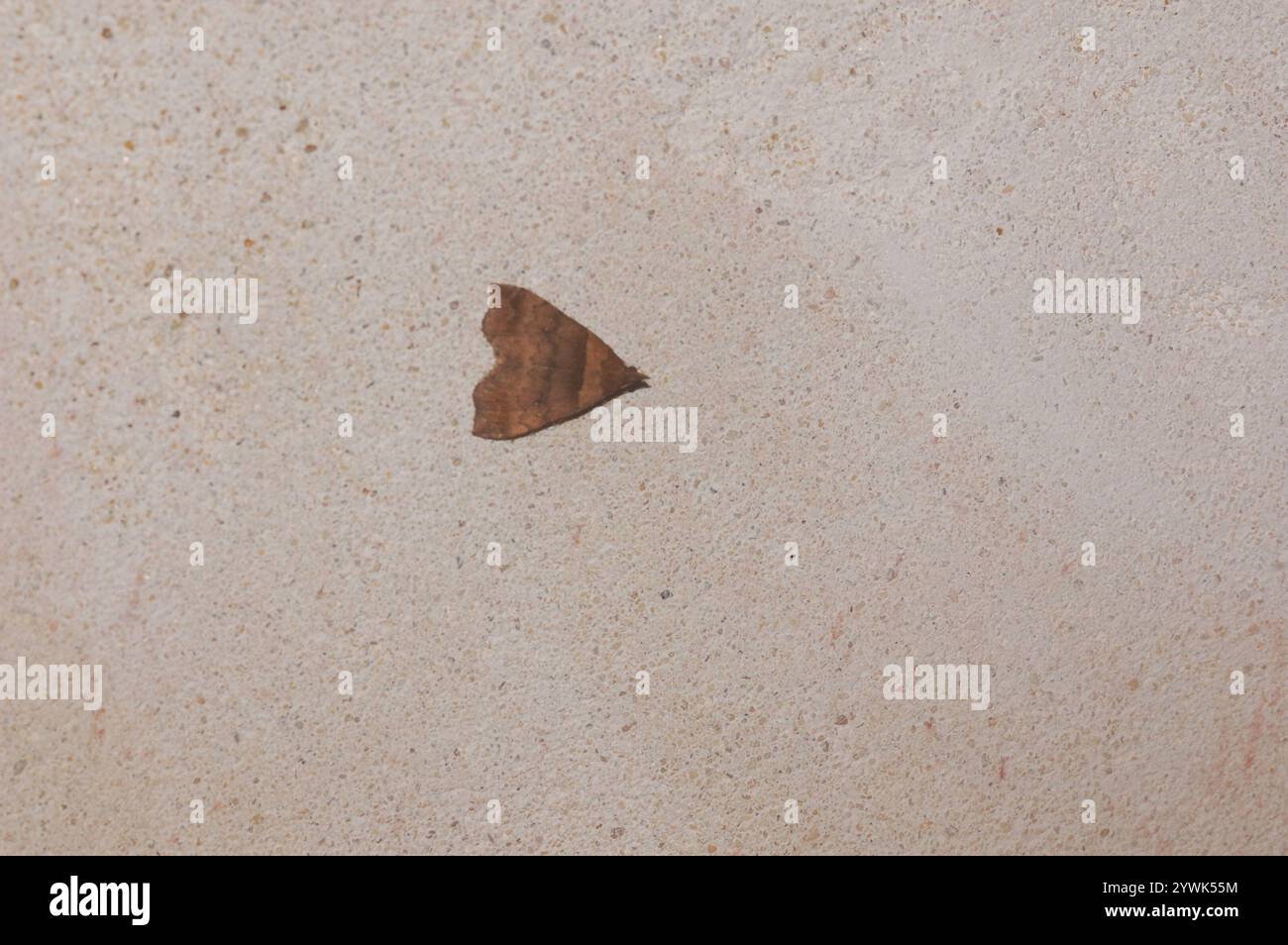 Ambiguous Moth (Lascoria ambigualis Stock Photo - Alamy
