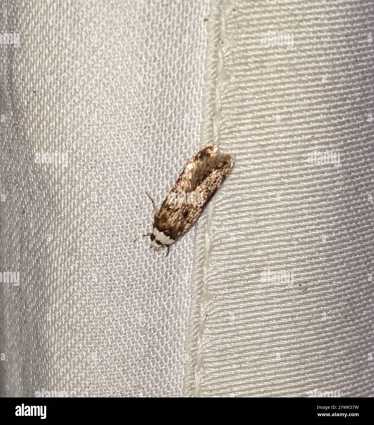 White-shouldered House Moth (Endrosis sarcitrella Stock Photo - Alamy