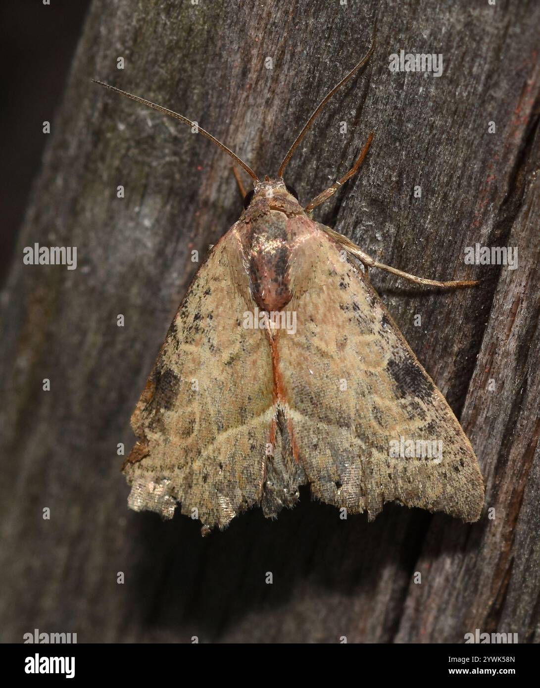 Wedgling Moth (Galgula partita Stock Photo - Alamy