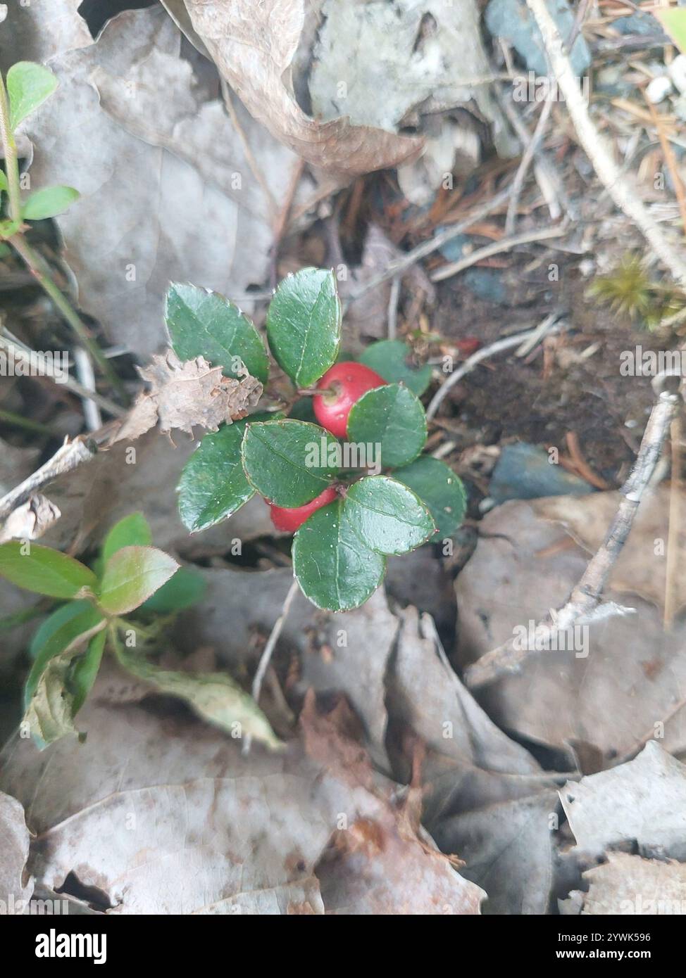 Eastern Teaberry (Gaultheria procumbens Stock Photo - Alamy
