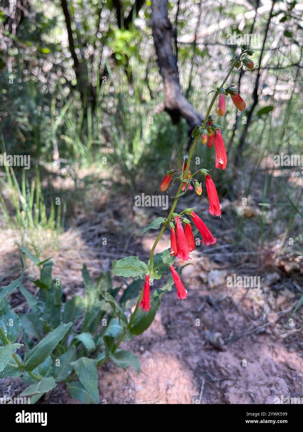 firecracker penstemon (Penstemon eatonii Stock Photo - Alamy