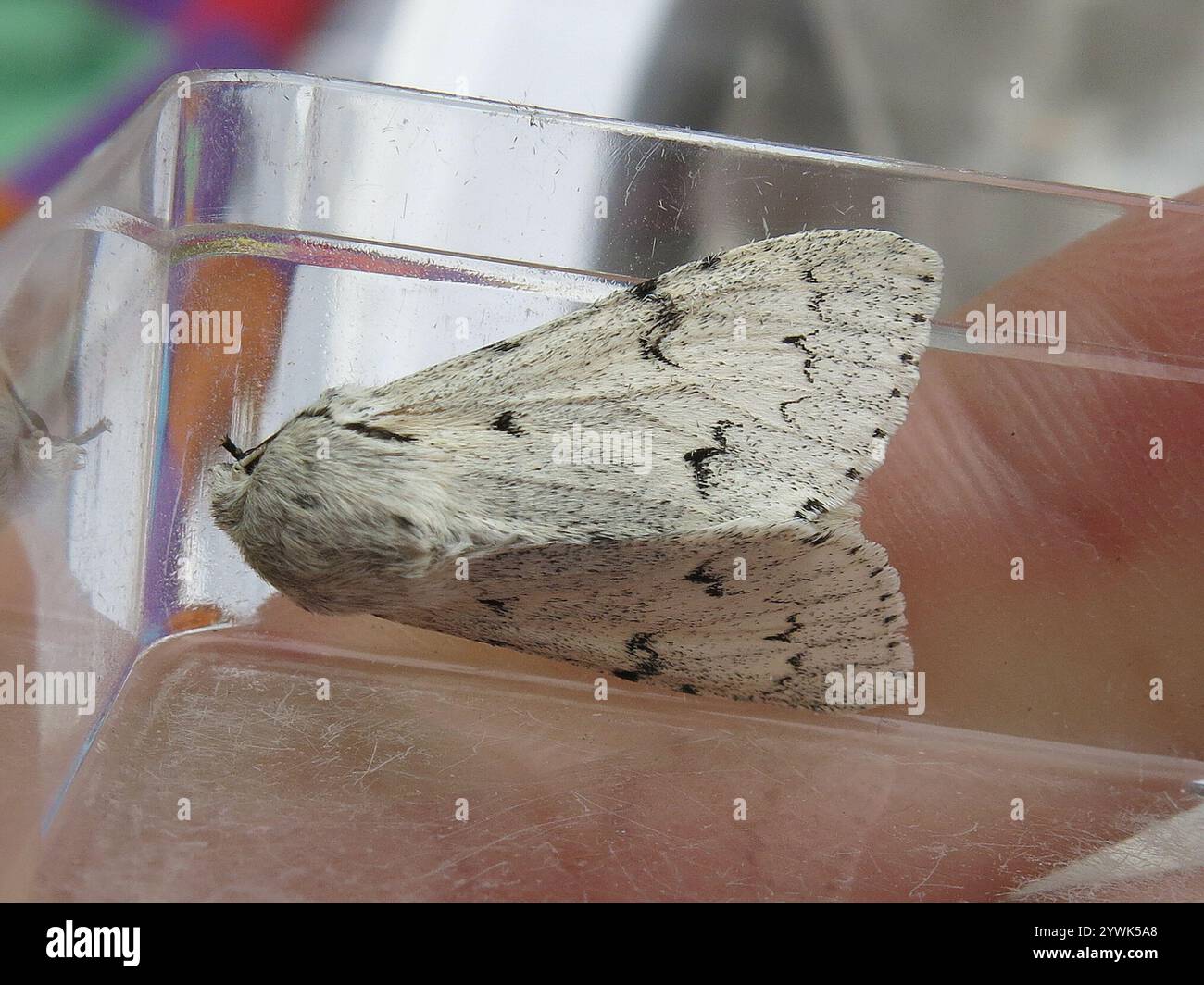 The Miller (Acronicta leporina Stock Photo - Alamy
