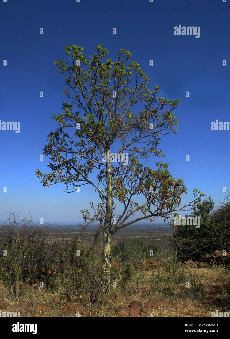 Carrot Tree (Steganotaenia araliacea Stock Photo - Alamy