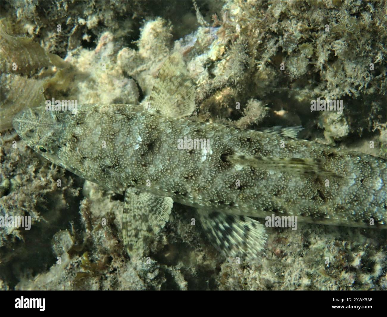 Clouded Lizardfish (Saurida nebulosa Stock Photo - Alamy