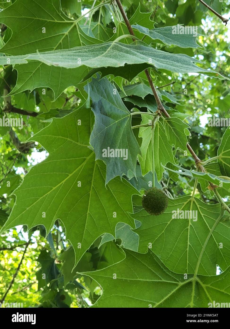 American sycamore (Platanus occidentalis Stock Photo - Alamy