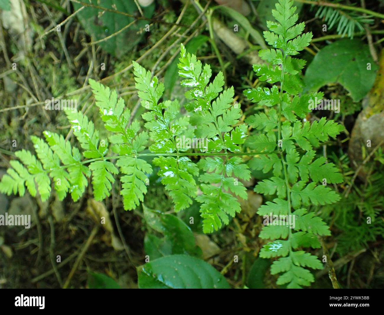 spreading wood fern (Dryopteris expansa Stock Photo - Alamy