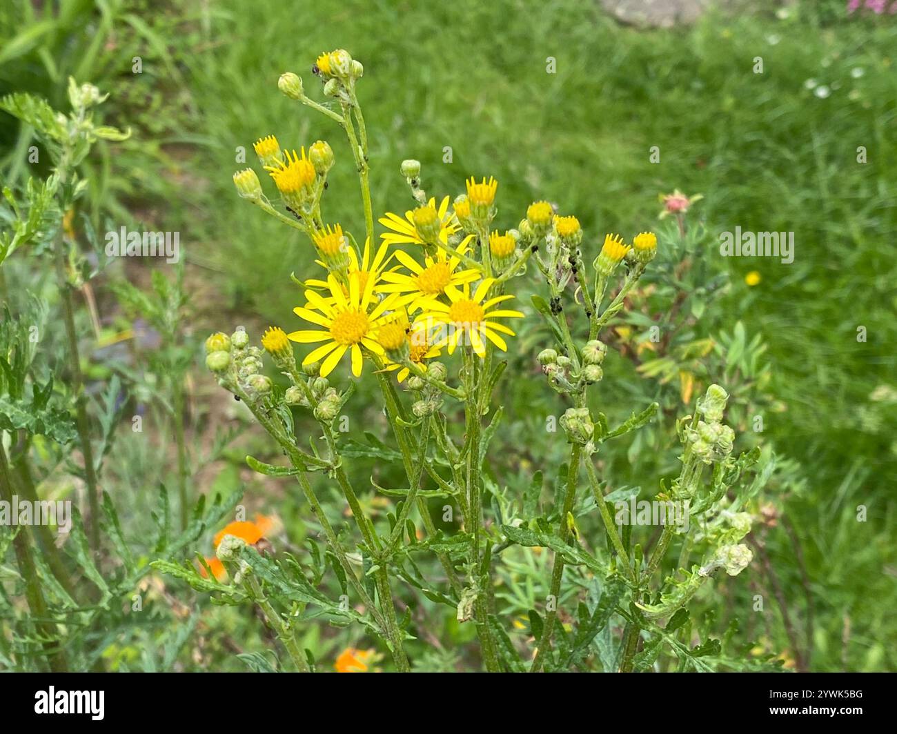Hoary Ragwort (Jacobaea erucifolia Stock Photo - Alamy
