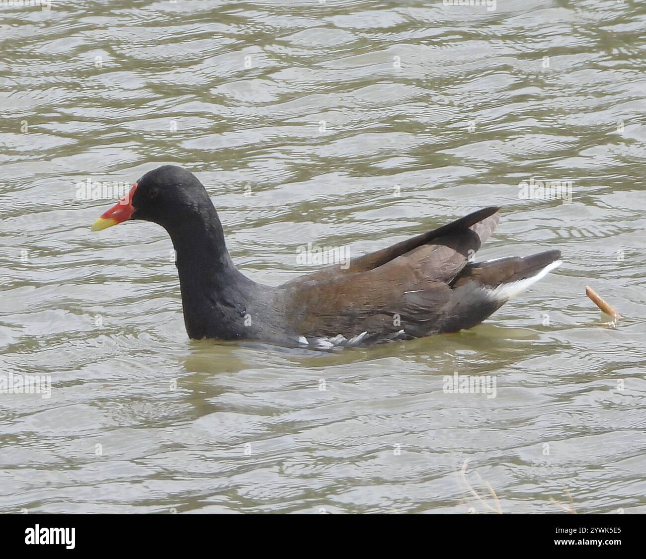 Common Moorhen (Gallinula chloropus Stock Photo - Alamy