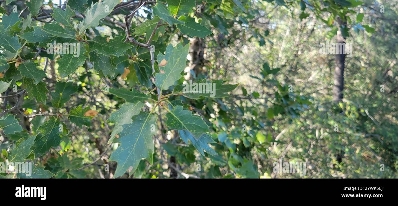 Oracle Oak (Quercus × morehus Stock Photo - Alamy