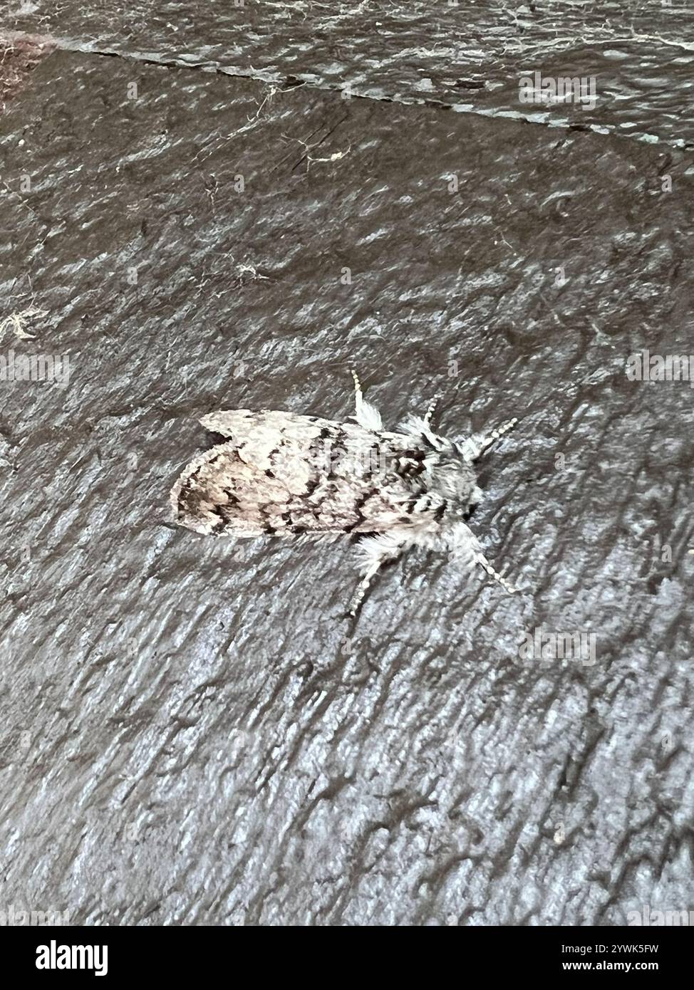 Close-banded Yellowhorn (Colocasia propinquilinea Stock Photo - Alamy