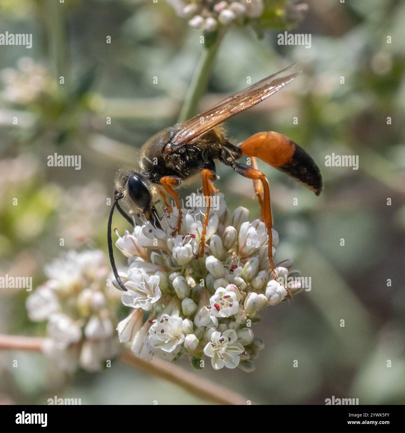 Great Golden Digger Wasp (Sphex ichneumoneus Stock Photo - Alamy