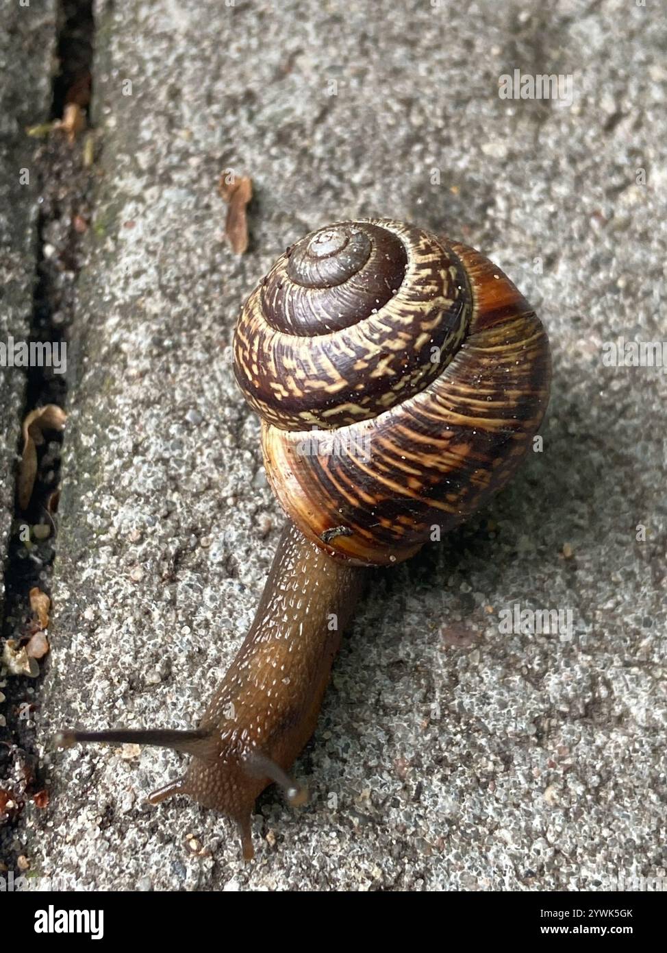 Copse Snail (Arianta arbustorum Stock Photo - Alamy