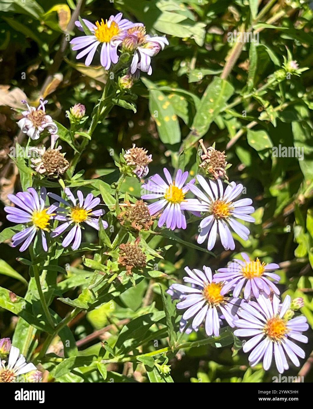 Pacific Aster (Symphyotrichum chilense Stock Photo - Alamy