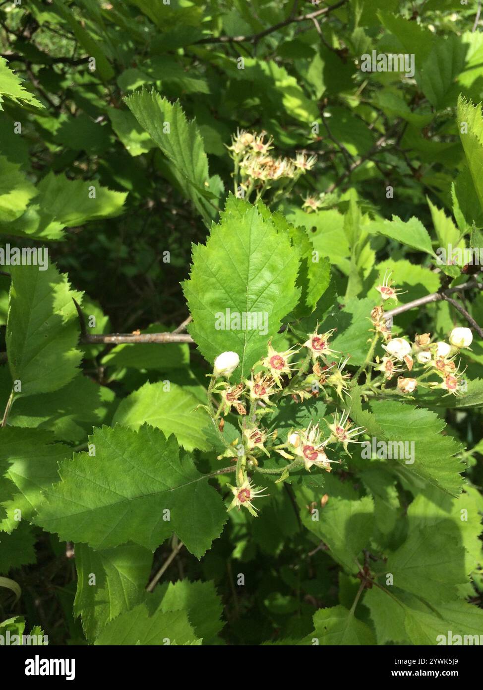 Hairy Cockspurthorn (Crataegus submollis Stock Photo - Alamy