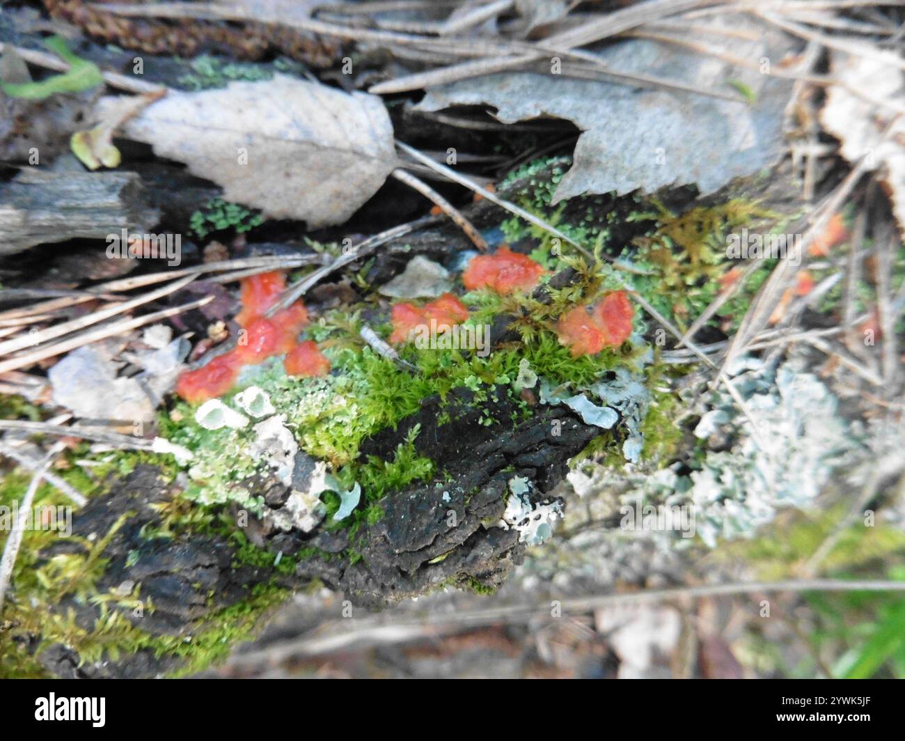 Red Raspberry Slime Mold (Tubifera ferruginosa Stock Photo - Alamy