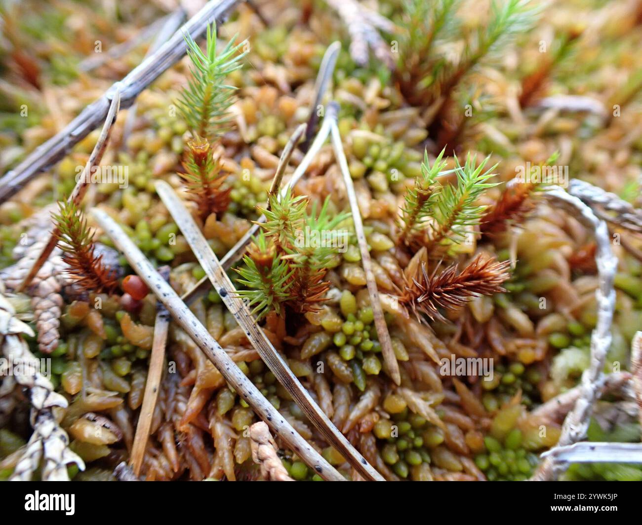 Bog Haircap Moss (Polytrichum strictum Stock Photo - Alamy