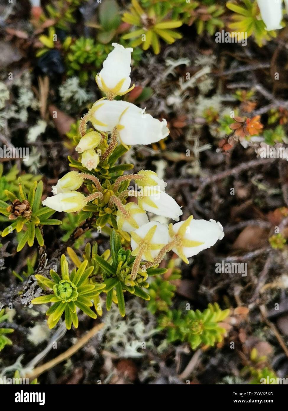 Blue Mountain-heath (Phyllodoce caerulea Stock Photo - Alamy