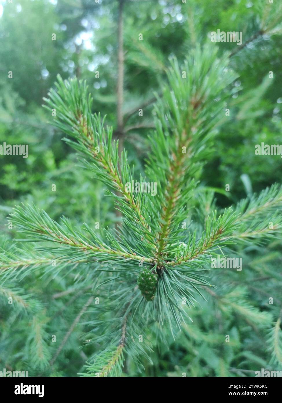 Scots pine (Pinus sylvestris Stock Photo - Alamy