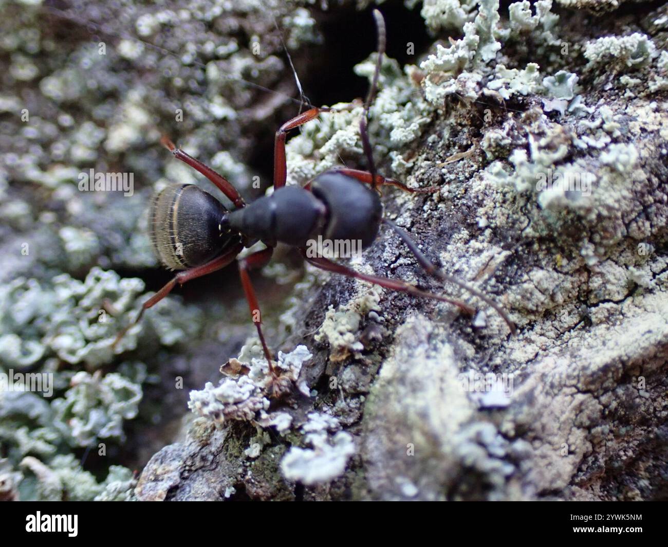 Western Black Carpenter Ant (Camponotus modoc Stock Photo - Alamy