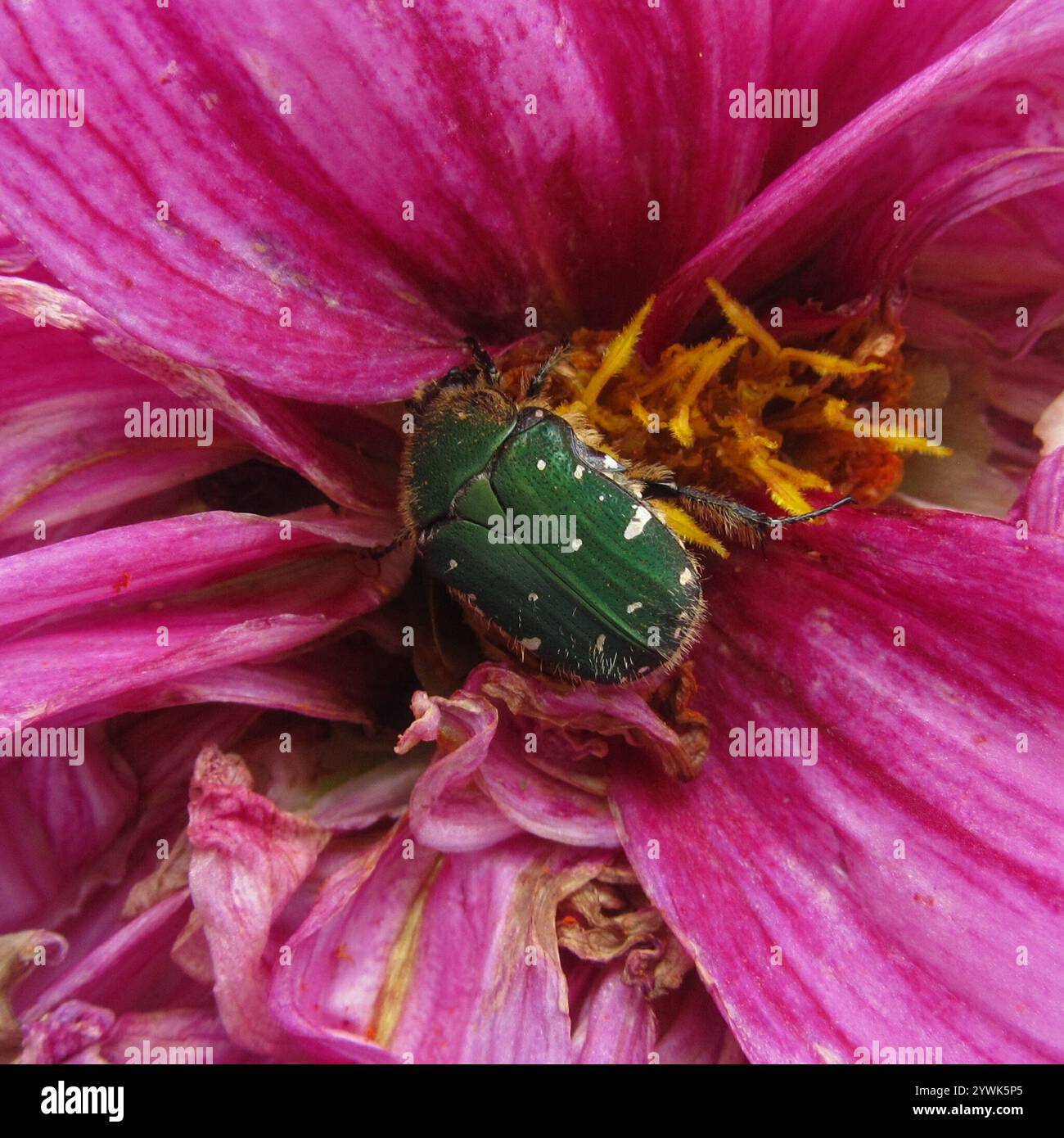 Rose Chafers (Cetoniini Stock Photo - Alamy