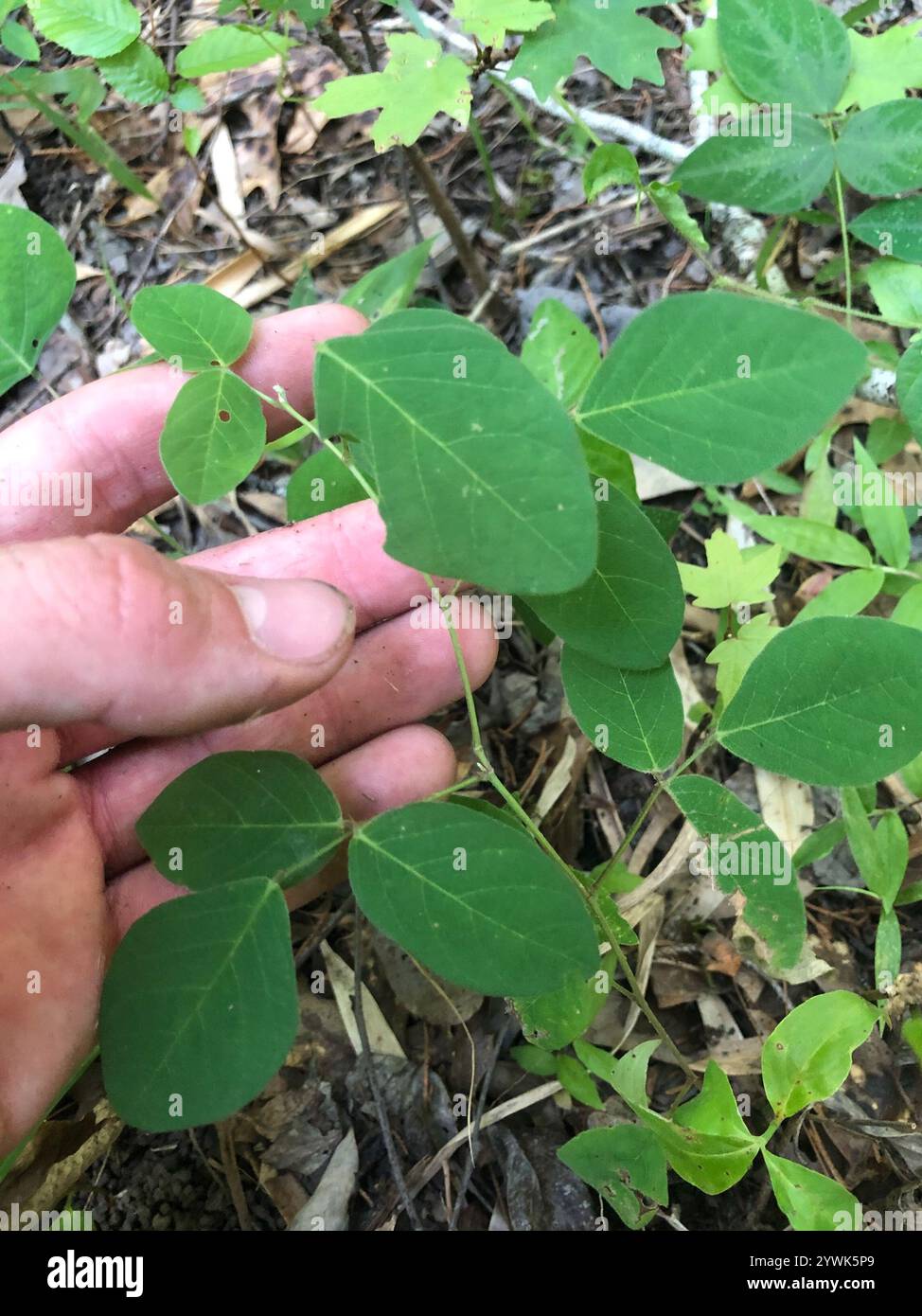 perplexed tick-trefoil (Desmodium perplexum Stock Photo - Alamy