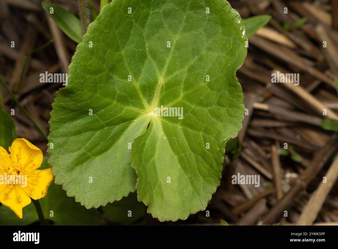marsh marigold (Caltha palustris Stock Photo - Alamy