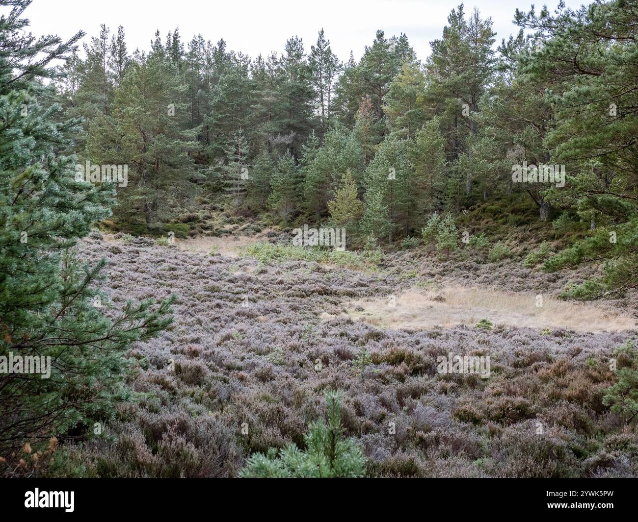 Scots Pines in the Caledonian Pine Forest at Abernethy, Cairngorm ...