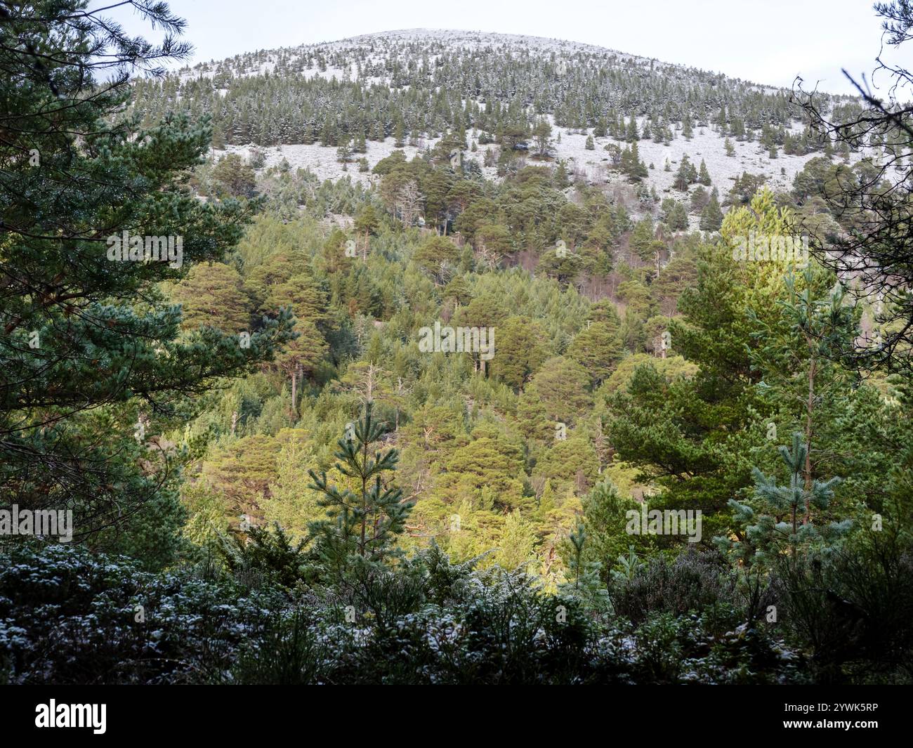 Scots Pines in the Caledonian Pine Forest near Aviemore Cairngorm ...